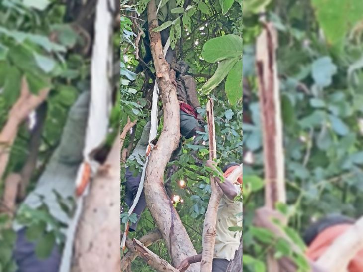 A dead body was found hanging from a tree 20 feet above in the dense ...