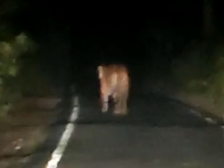 The tiger, seen walking in the Katarniaghat forest of Bahraich, lit the ...