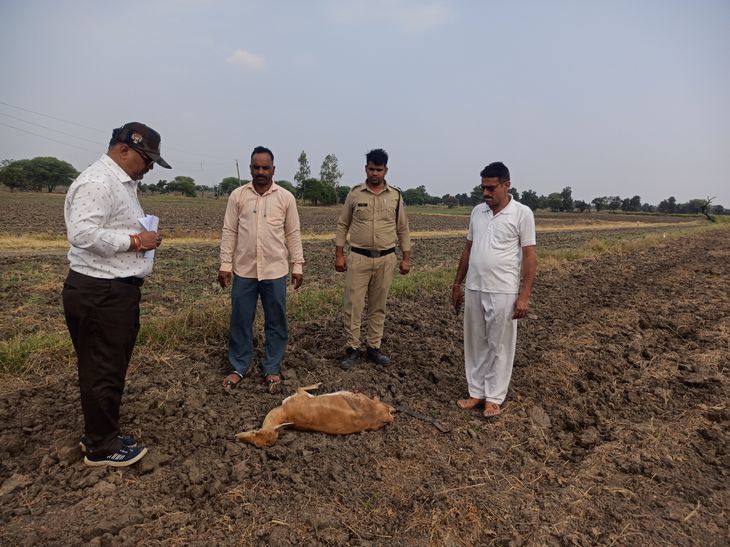 The incident of Bamori joint of Salsalai Akodia Road, the forest ...