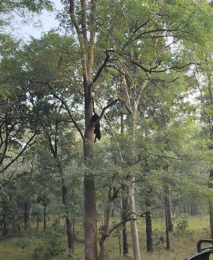 Black Leopard walking in the Khawasa buffer zone of Pench National Park ...