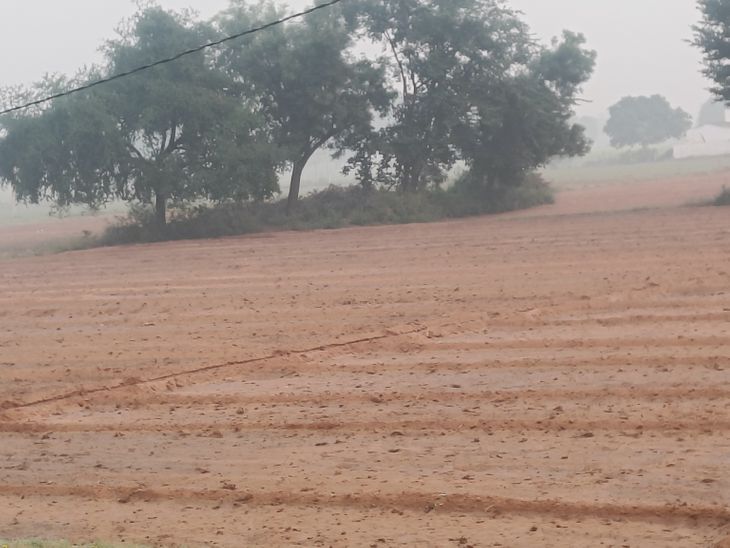Farmers engaged in sowing and planting of wheat, farmers' expectation ...