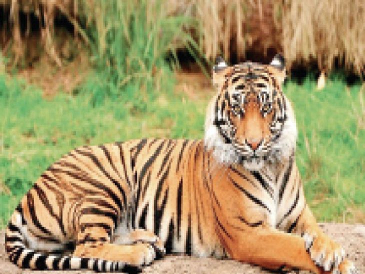 One male and two female tigers to be released in Madhav National Park ...