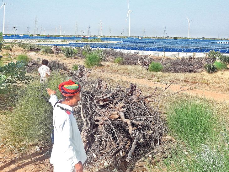 The department had counted 1300 trees of Khejdi larger than 7 meters in ...