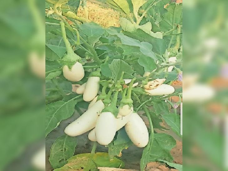 With Israel method, production increased one and a half times in white brinjal-tomato ...