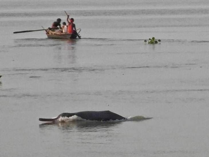 30-40 dolphins are seen daily from this Ganga Ghat in Varanasi; Bounce ...