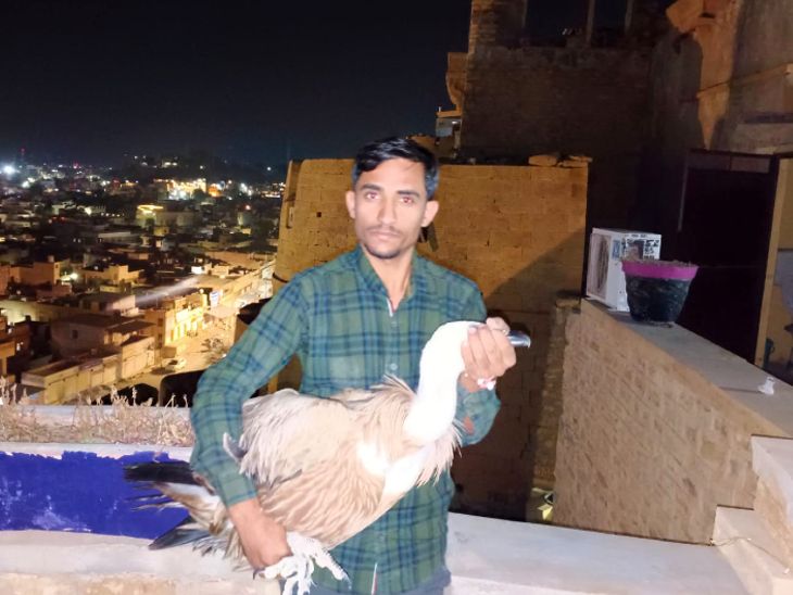 Wildlife lover rescues vulture sick from food poisoning | यूरेशियन ...