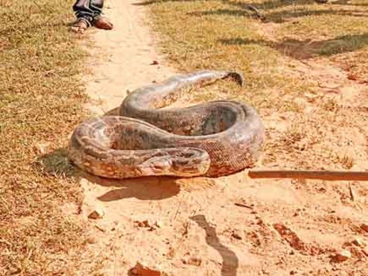 15 feet long python lying in the field after hunting goat, left in the ...