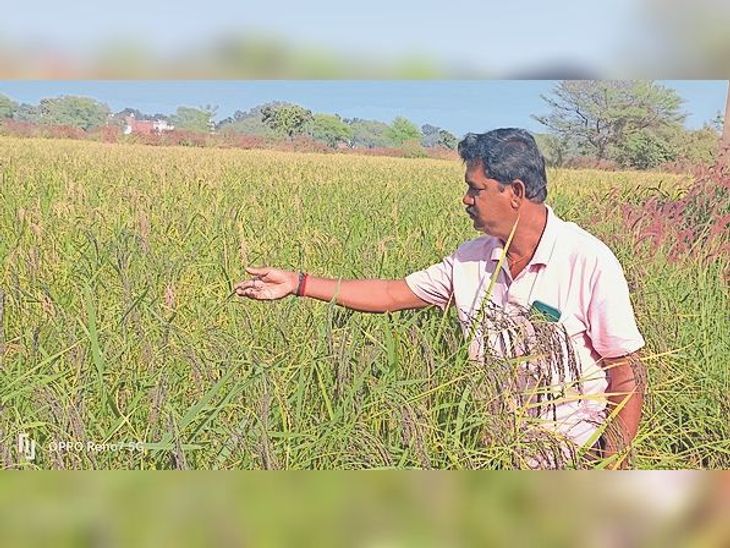 The farmer of Devbhog and Dubraj did organic farming, earlier the land ...