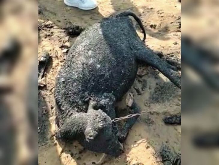 11 animals including two buffaloes and three cows burnt alive in a ...