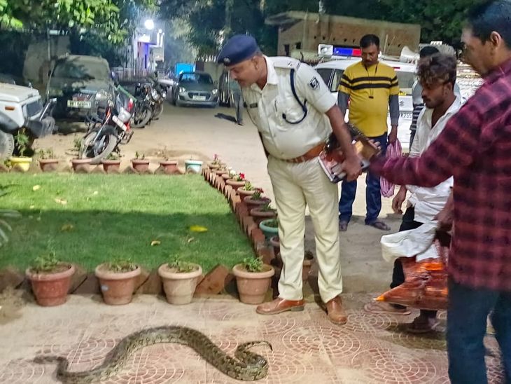 Baby python found on the road in injured condition, E-rickshaw driver ...
