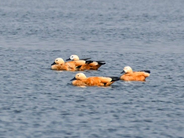 Chakwa bird makes a pair only once in a lifetime | हमारे मेहमान: चकवा ...