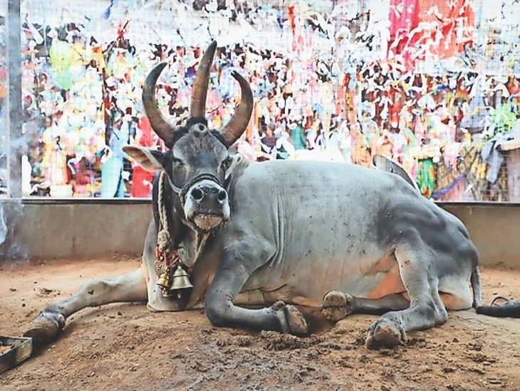 Nandi Baba with three horns and three eyes died in Shri Jatashankar ...