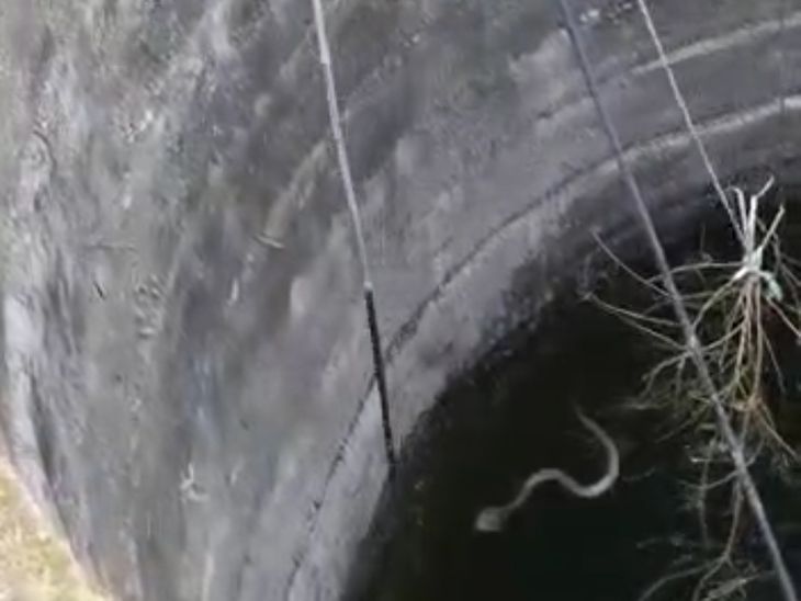 Snake friend rescued after 1 hour's hard work, left in the forest