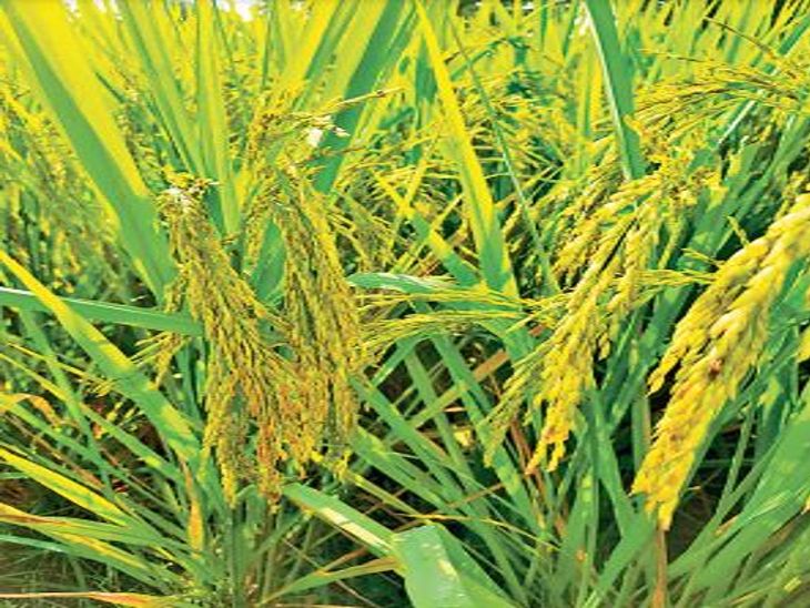 20 days of paddy purchase… the target of purchasing centers is not even fixed | धान खरीदी शुरू ...