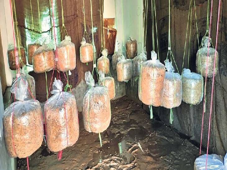 One quintal of Dhingri variety was produced in 15 square feet, now it ...