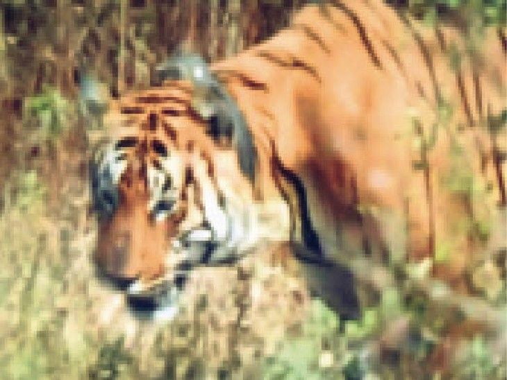 Tiger T-110, which came 18 days ago, will have a hard release | मुकंदरा ...