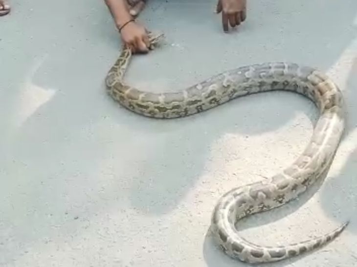 Giant python found in Jamui, Python found near Railway High School pond ...