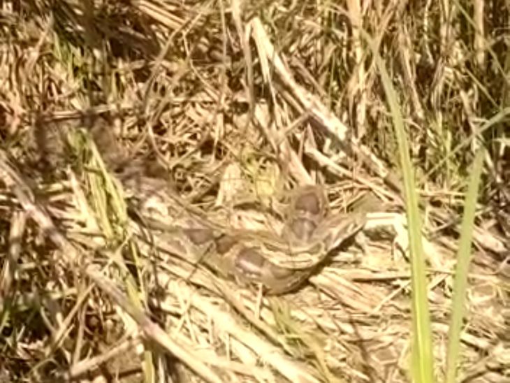 Giant python seen in sugarcane field in Hasanpur An atmosphere of panic among the villagers, a ...