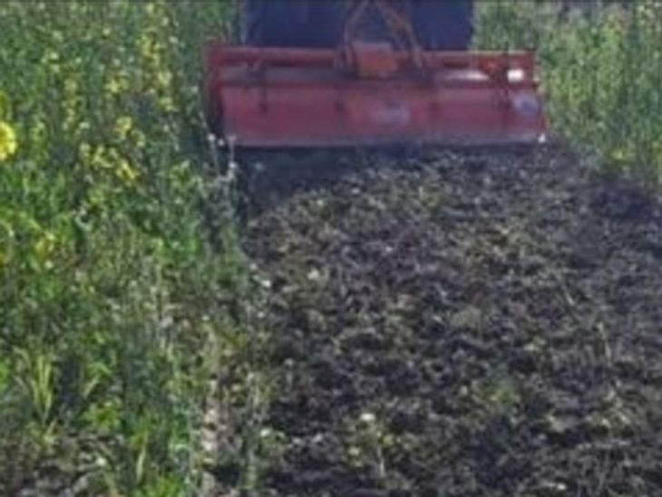 Case on 4 for forcibly plowing mustard crop in one bigha; also ...