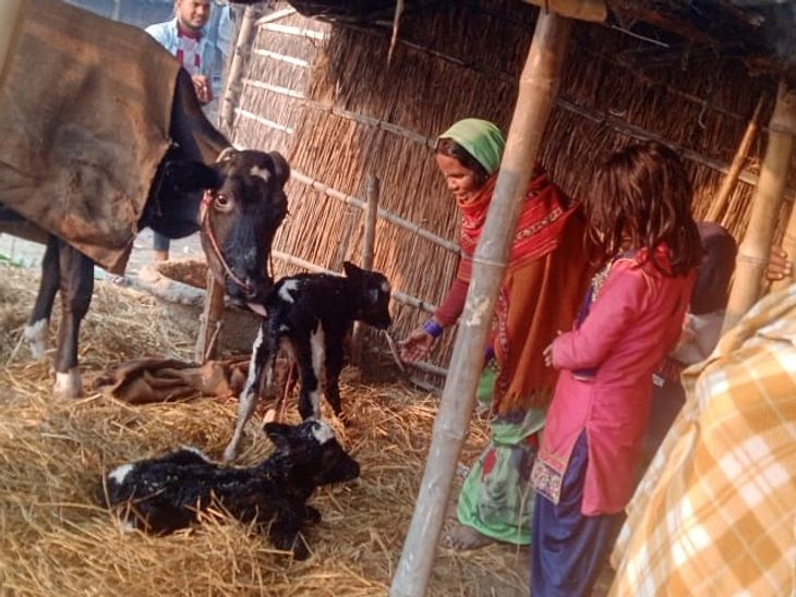 Cow gave birth to two calves at once in Bagaha, The doctor said - this ...
