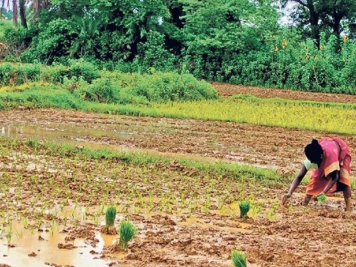 Women made local made Conoweeder for weeding of paddy and vegetables