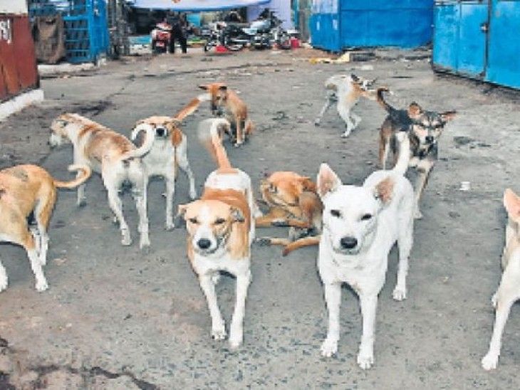 33 thousand dogs in the city, biting eight people everyday | लोगों को ...