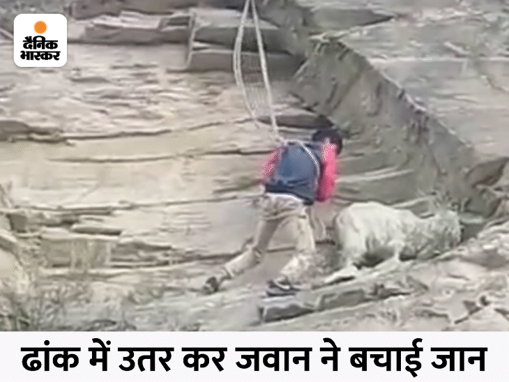 Shimla (Himachal Pradesh) Goat Rescue Operation VIDEO Viral | Shimla News