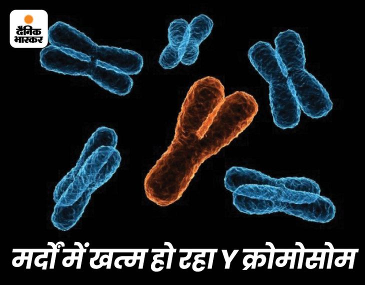 Human Y Chromosome Lacking; Will Men Become Extinct From World | All ...