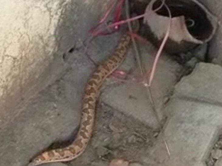 About 3 and a half feet python, rescued and released in the forest ...