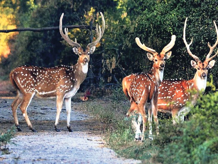 850 chitals will go to 4 Tiger Century including Mukandra from Ghana in ...