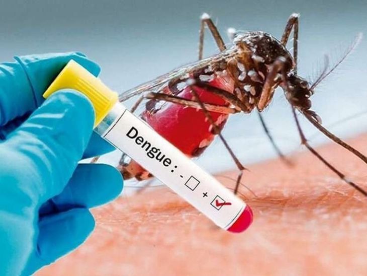 Health team checked 1562 houses, found larvae in 6, dengue mosquito ...