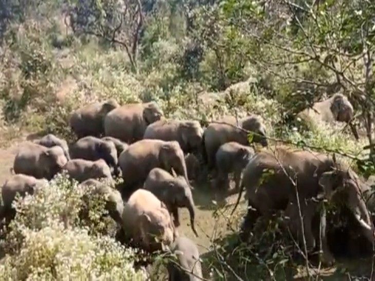 A herd of 24 elephants reached the banks of the dam in Savaiya village ...