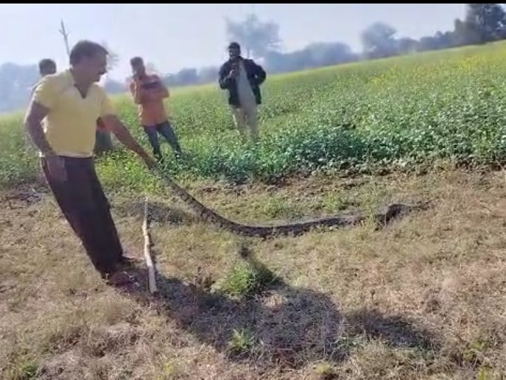 Panic spread among the villagers working in the field, both the pythons ...