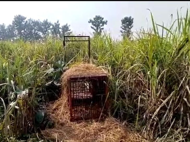 Panic among the villagers due to the attack of wild animal in Gonda, so ...