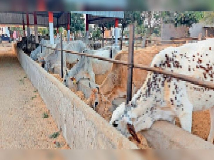Gaushala's boundary wall was done, arrangements were made for shade and ...