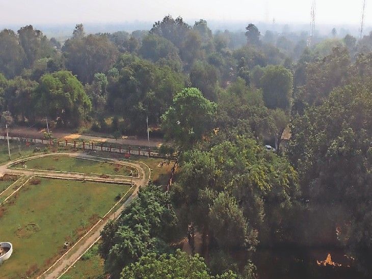 Appeal of 1535 green trees of Chambal Colony... We give you life, you ...