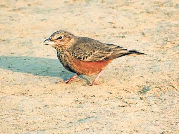 Bageri is a protected bird, 8 species in Jharkhand, 3 years sentence ...