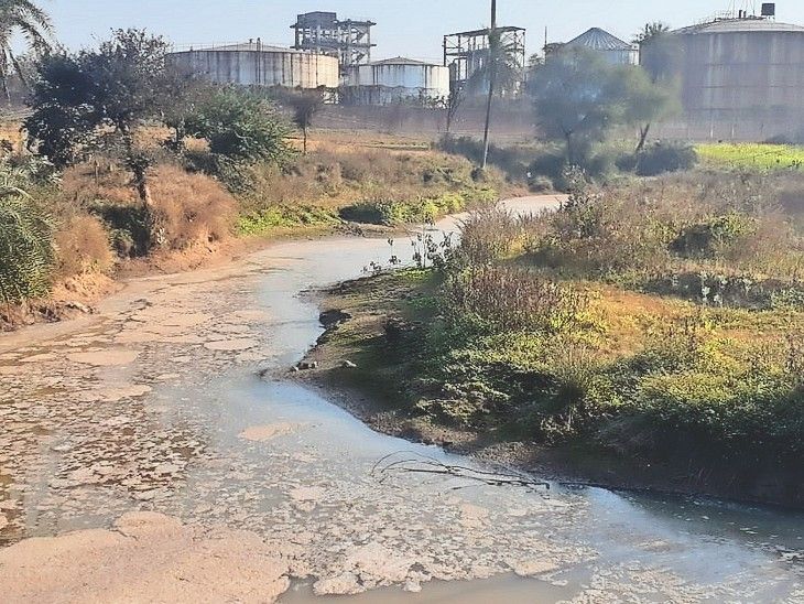 Disleri's poisonous water reaching the river and fields, 10 cattle ...