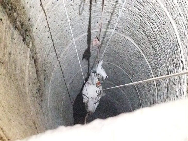Cow fell into 200 feet deep well, pulled out with the help of ropes ...