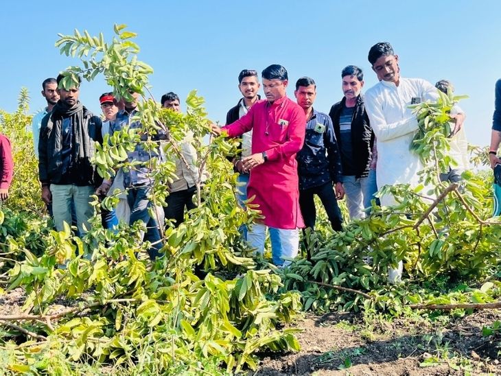 The farmer himself destroyed the Jamphal garden planted in 6 bighas ...