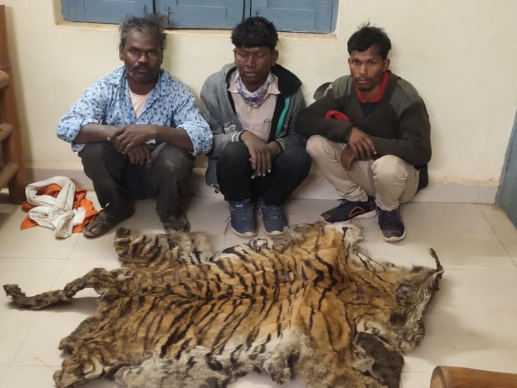8 accused arrested with tiger skin in Balaghat | ग्रामीणों को धन की ...
