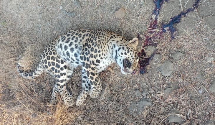 Dead body of leopard found on road near Badh Chicholi, negligence of ...
