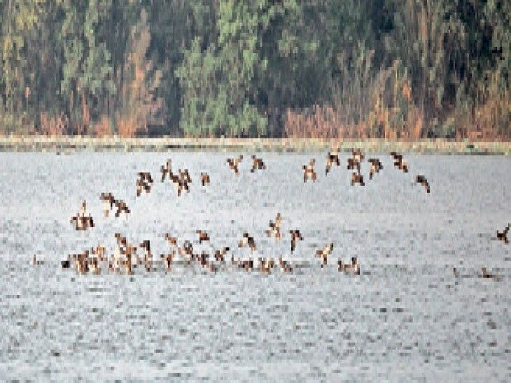 This time 808 guest birds of 22 species reached Chandigarh | माइग्रेटरी ...