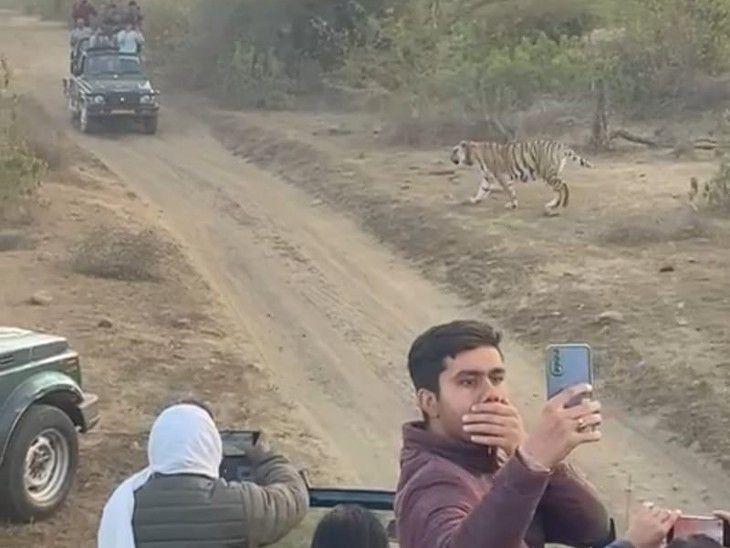 Tiger ST-21 and ST- 9 have the highest number of sightings till the ...