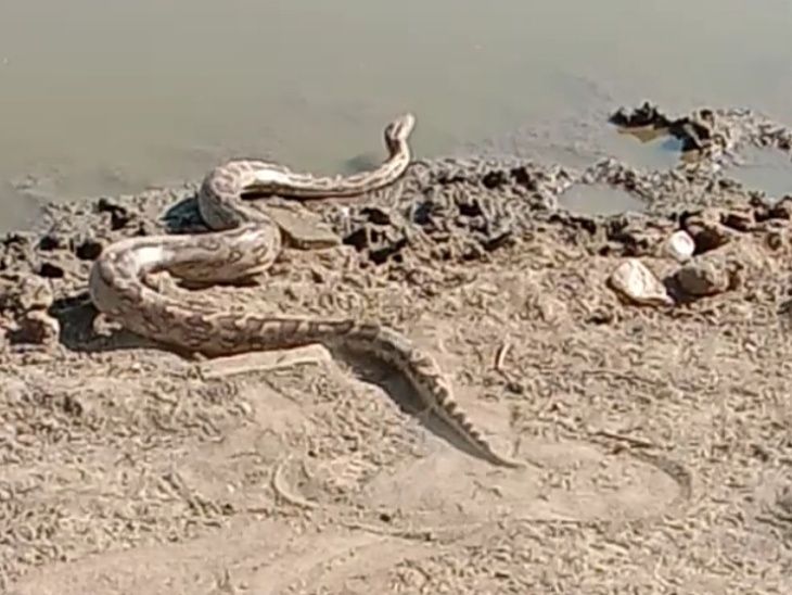 There was a stir among women after seeing an 8 feet long python. | 8 फीट लंबा अजगर देख महिलाओं ...