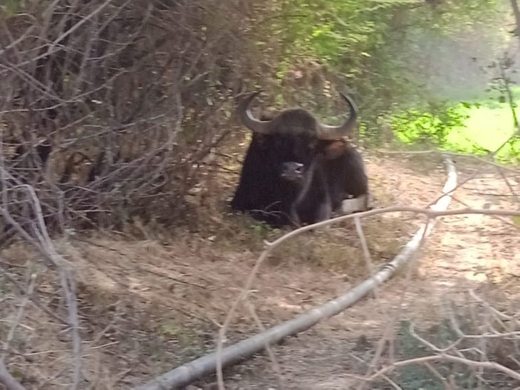 Pathrota reached Tikhar by flowing in the canal, many villagers came to ...