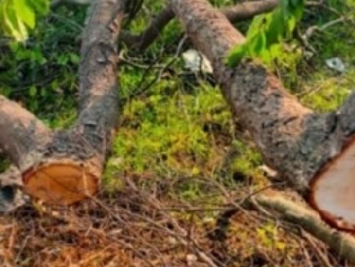 paonta sahib news : chandan tree cut by wood smugglers | पांवटा साहिब ...