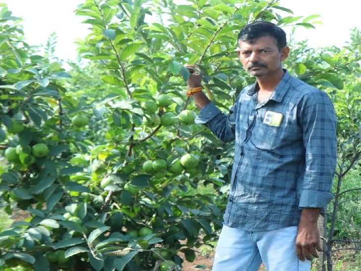 Taste of guavas reached Jaipur, 20 kg fruit from 1 plant | डालका के दो ...