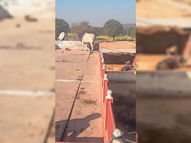 The terror of the bull on the roof of the house, due to the gate of the ...