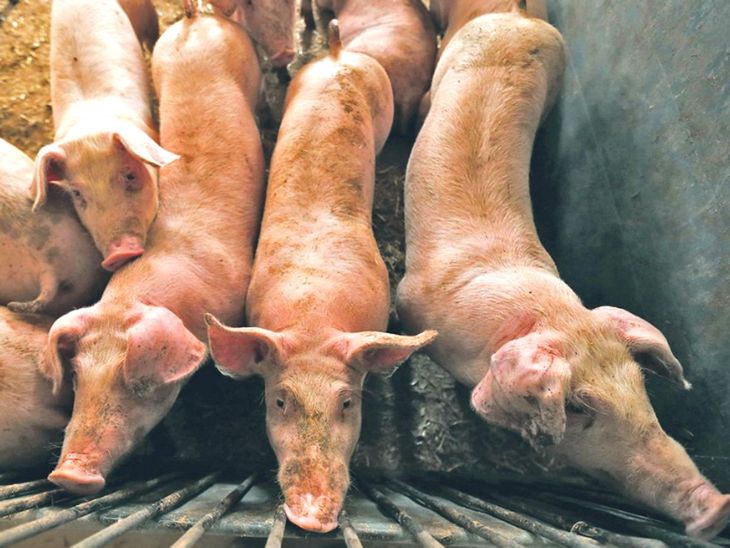 Shivpuri Pig Deaths: Over 2,000 Pigs Die from African Swine Fever ...